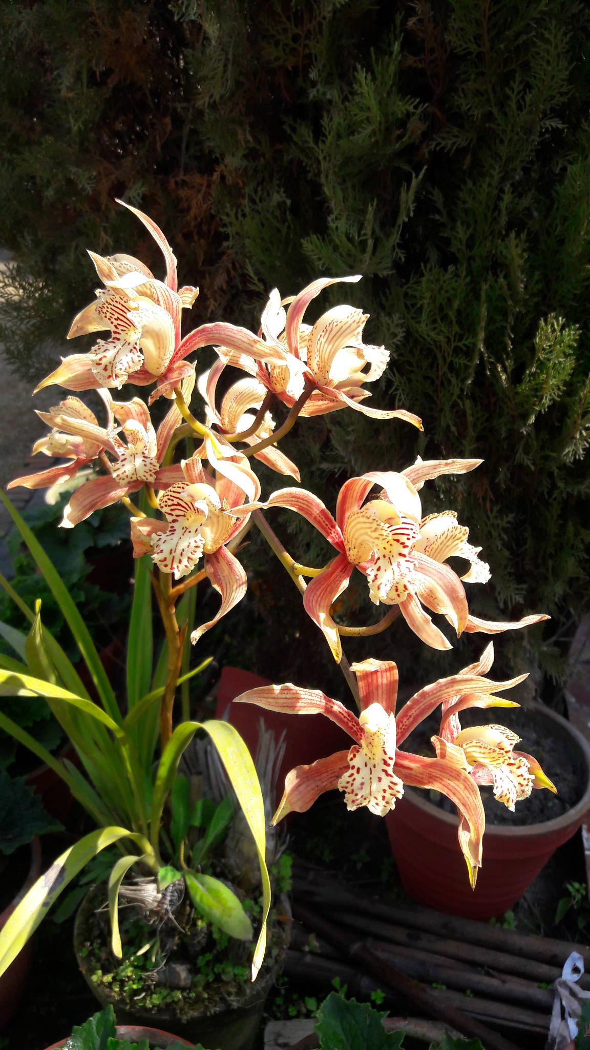 The Living Mountain Lab