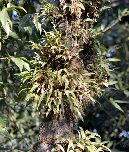 The Living Mountain Lab