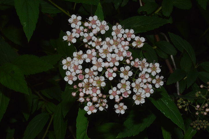 The Living Mountain Lab