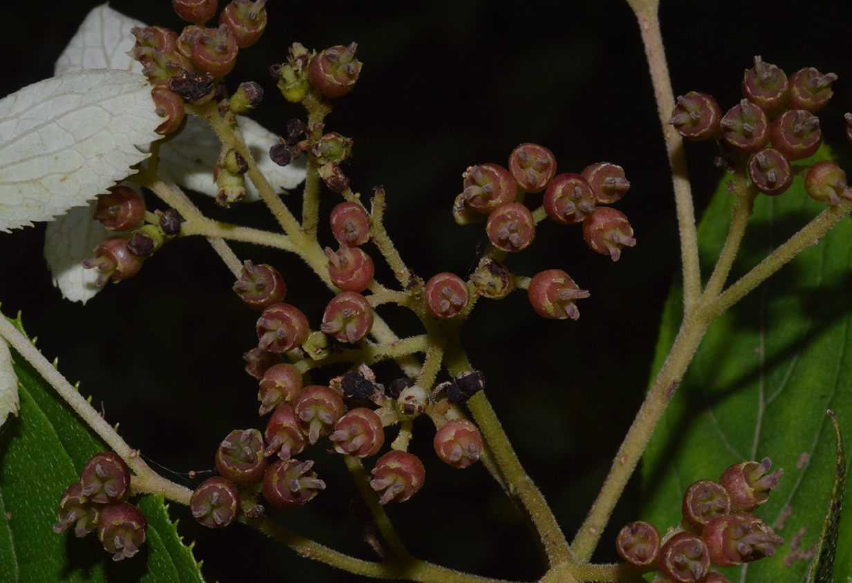 The Living Mountain Lab