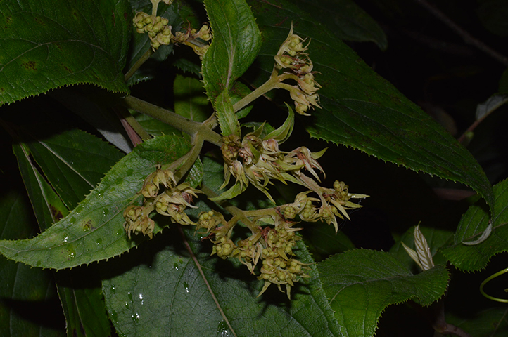 The Living Mountain Lab