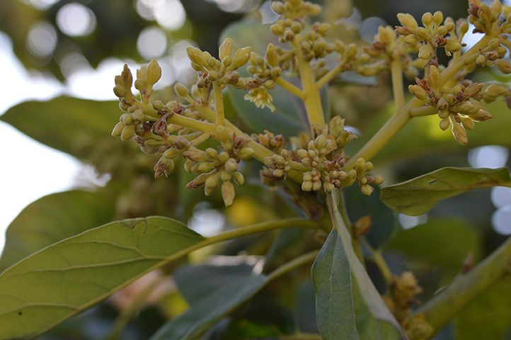The Living Mountain Lab